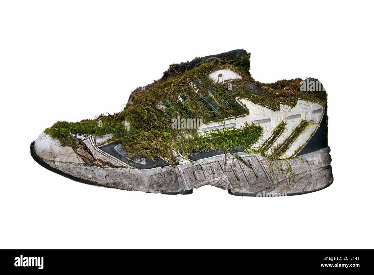 Tree covered moss Cut Out Stock Images & Pictures - Alamy