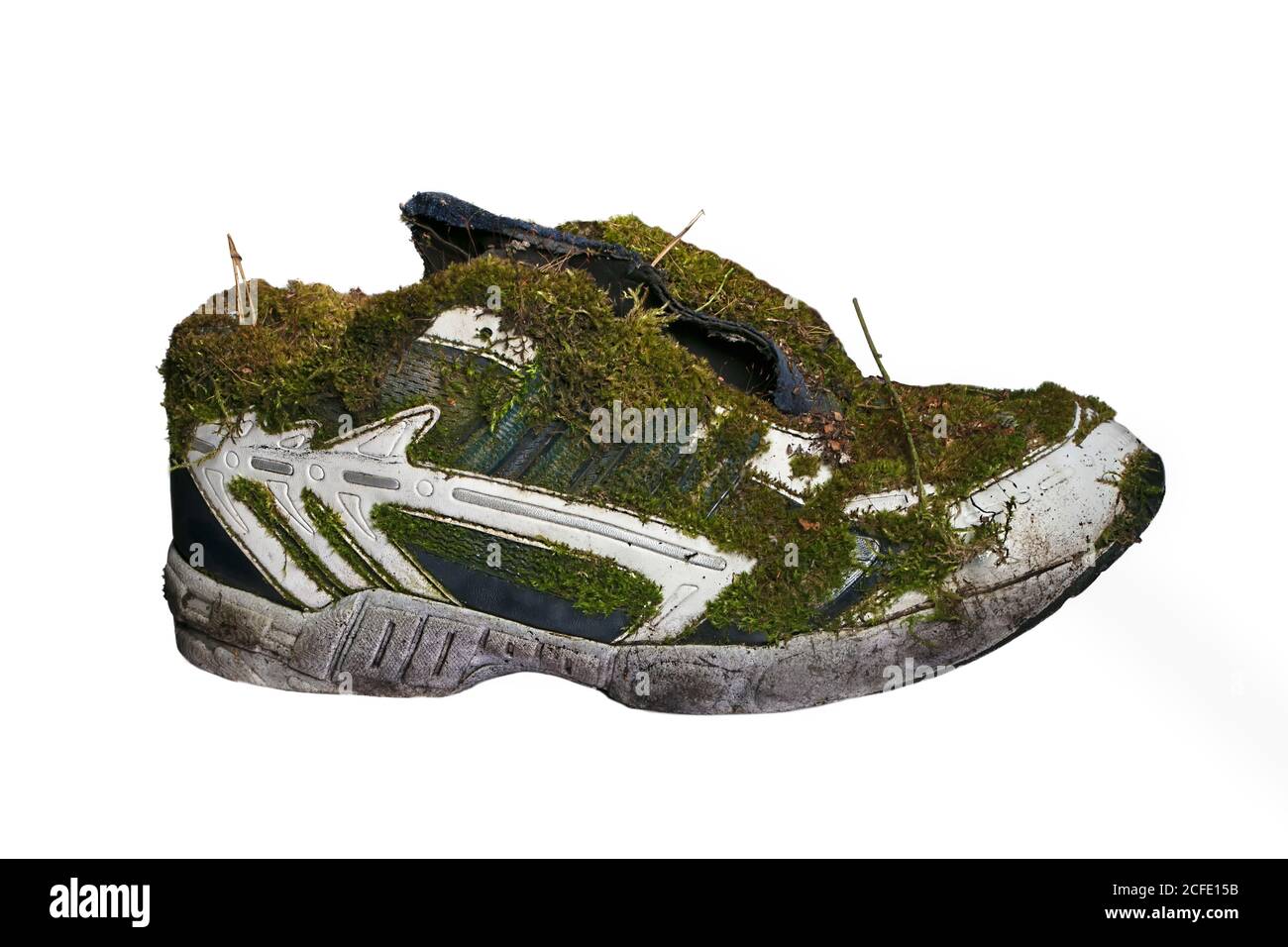 Tree covered moss Cut Out Stock Images & Pictures - Alamy