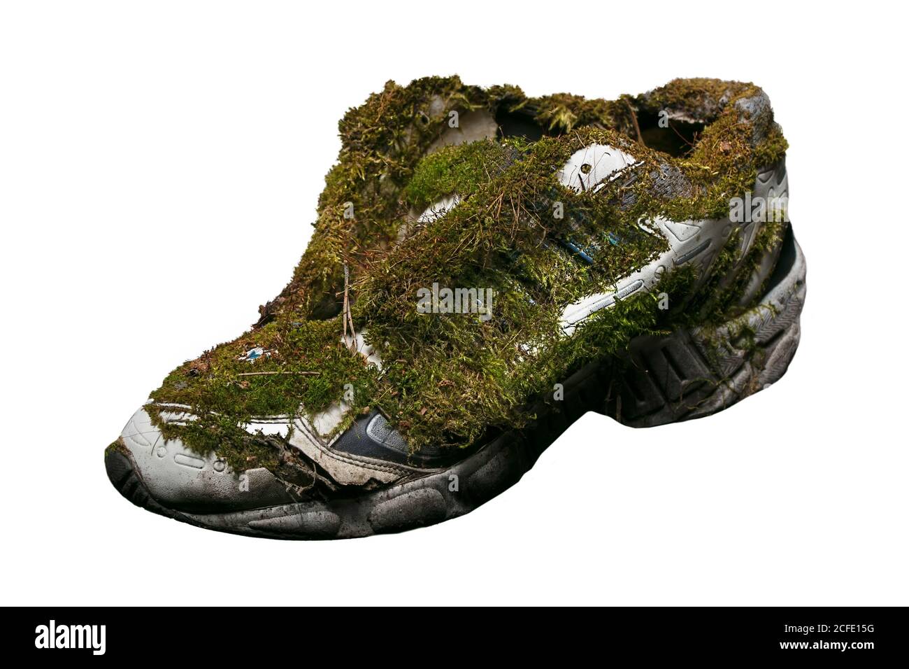 Tree covered moss Cut Out Stock Images & Pictures - Alamy