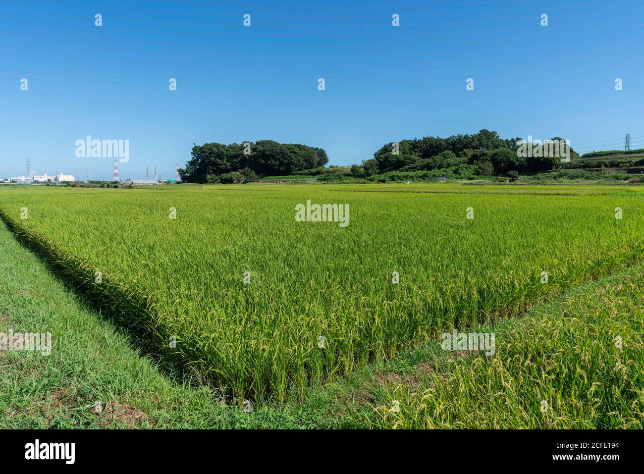 Rice field in September (late summer, early autumn), Isehara City ...