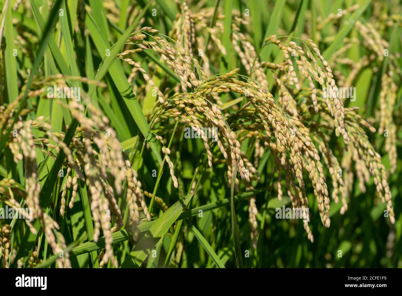 Ear of rice plant in September (late summer, early autumn), Isehara ...