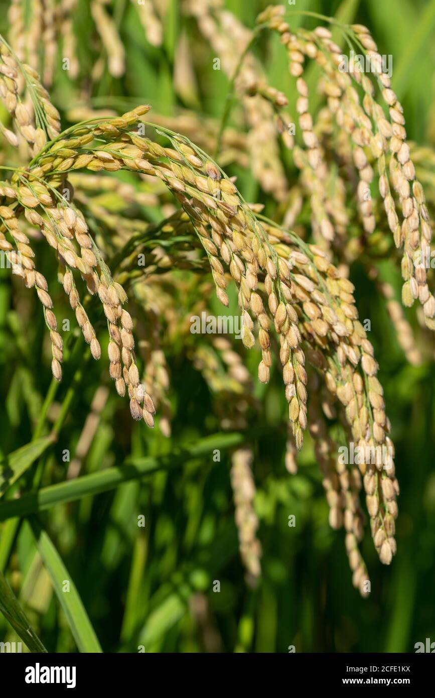 Ear of rice plant in September (late summer, early autumn), Isehara ...