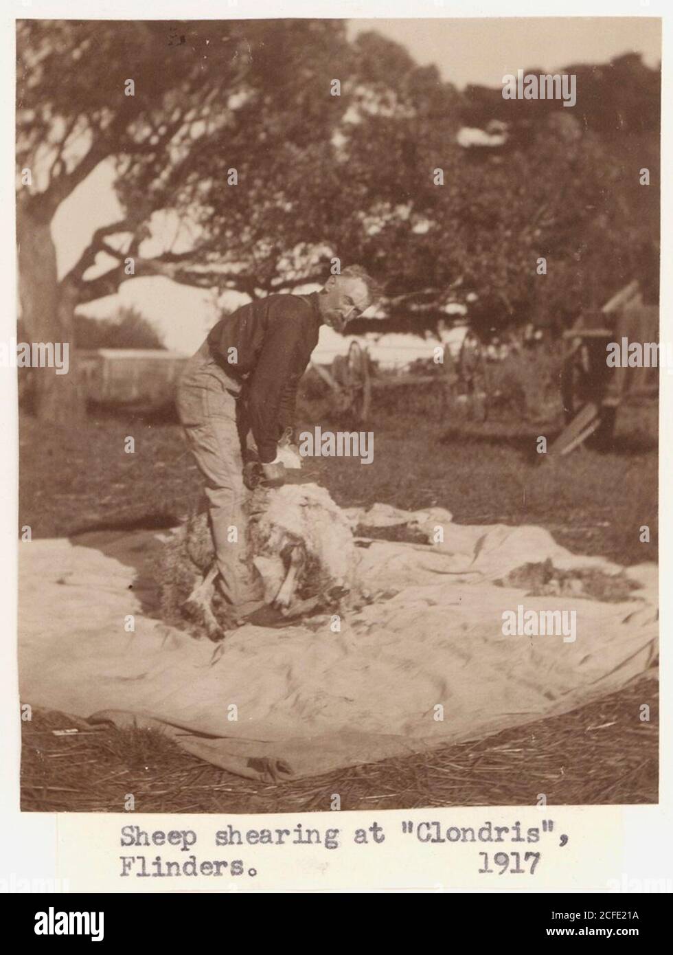 Sheep shearing historical hi-res stock photography and images - Alamy
