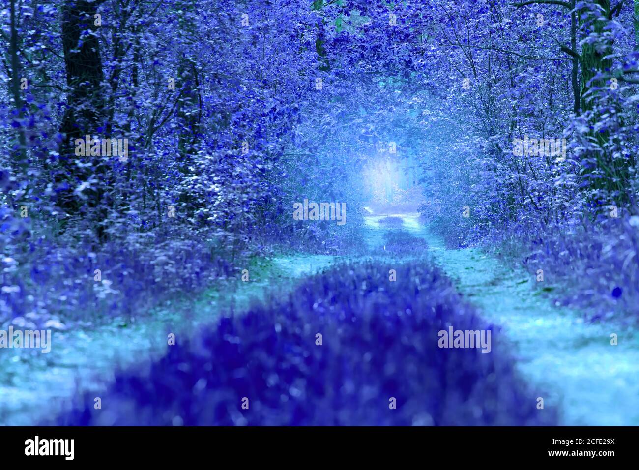 Fairytale blue forest background Stock Photo - Alamy