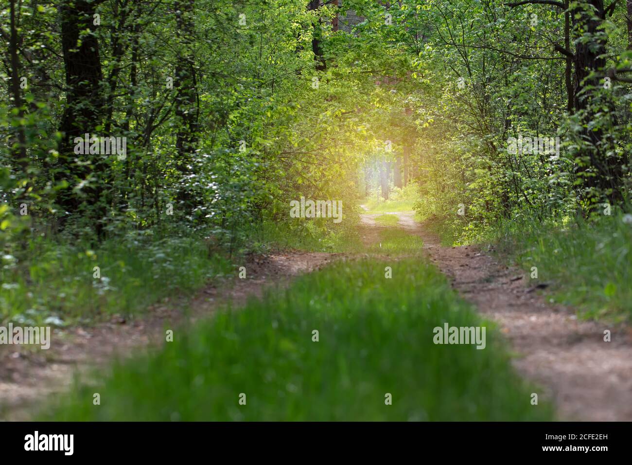Beautiful forest with path and bright sun Stock Photo - Alamy