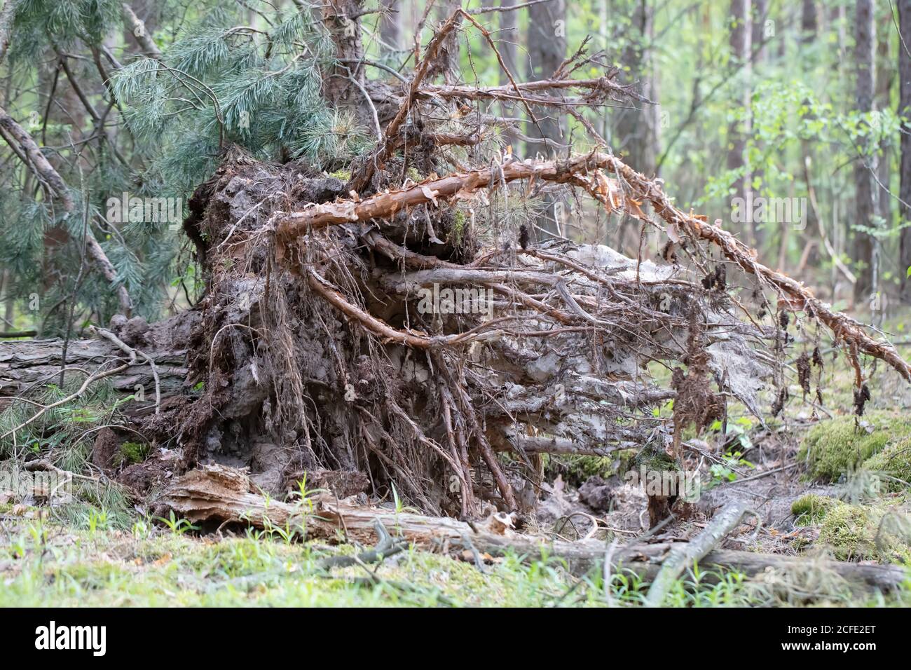 Old fallen tree with roots in the forest Stock Photo - Alamy