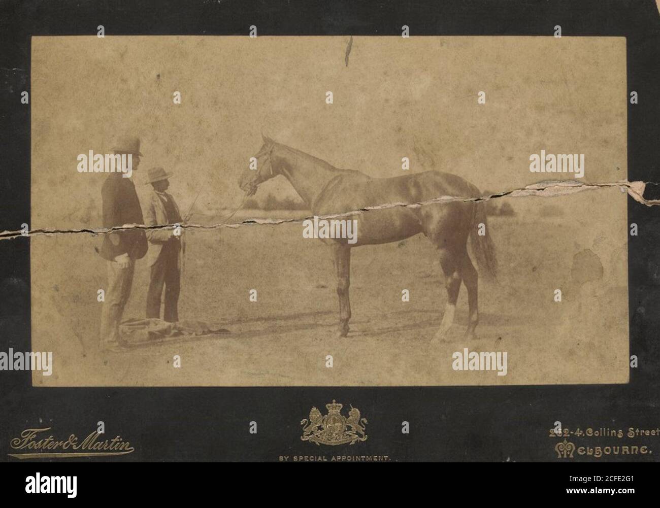 White Racehorse High Resolution Stock Photography and Images - Alamy