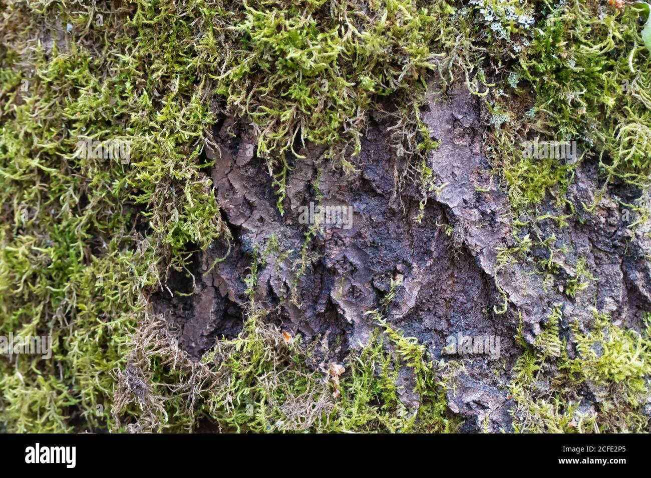The texture of an old tree that is covered with moss Stock Photo - Alamy