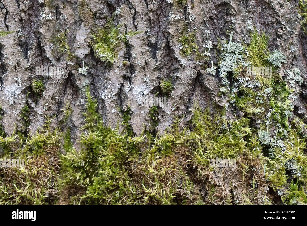 The texture of an old tree that is covered with moss Stock Photo - Alamy