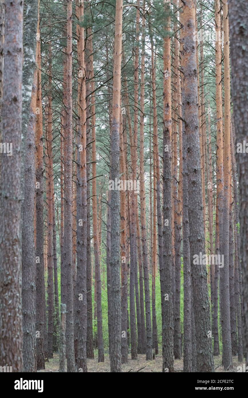 Pine forest vertical background Stock Photo - Alamy