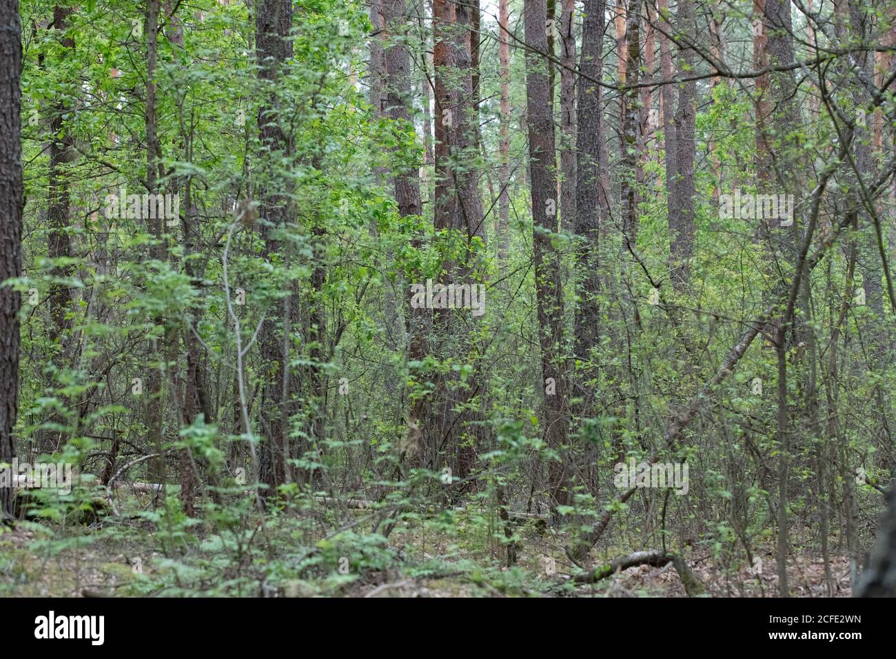 Non coniferous boreal forest hi-res stock photography and images - Alamy