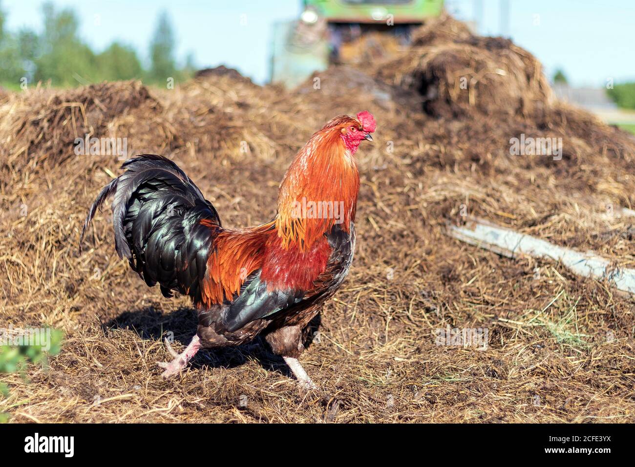 Beautiful rooster Gallus gallus domesticus domesticated fowl outdoors ...