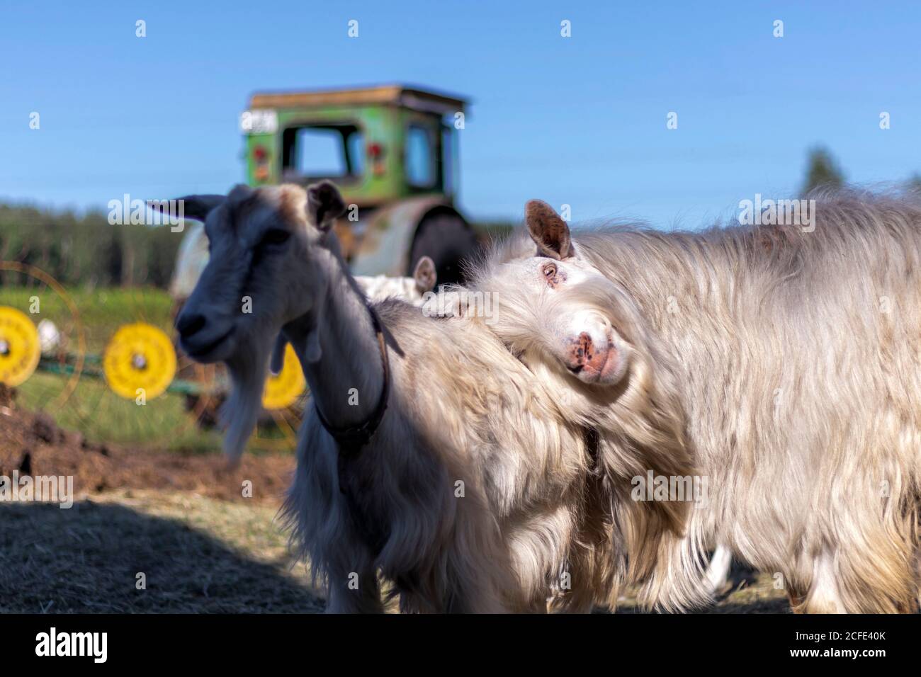 Lovely goat couple cuddle together in the domestic animal farm at ...