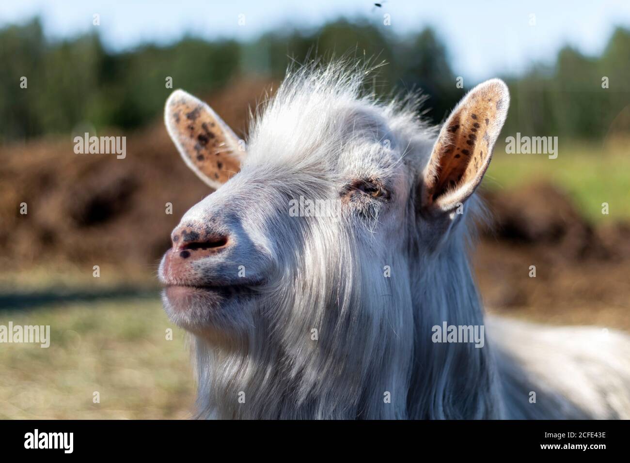 Polled goats hi-res stock photography and images - Alamy