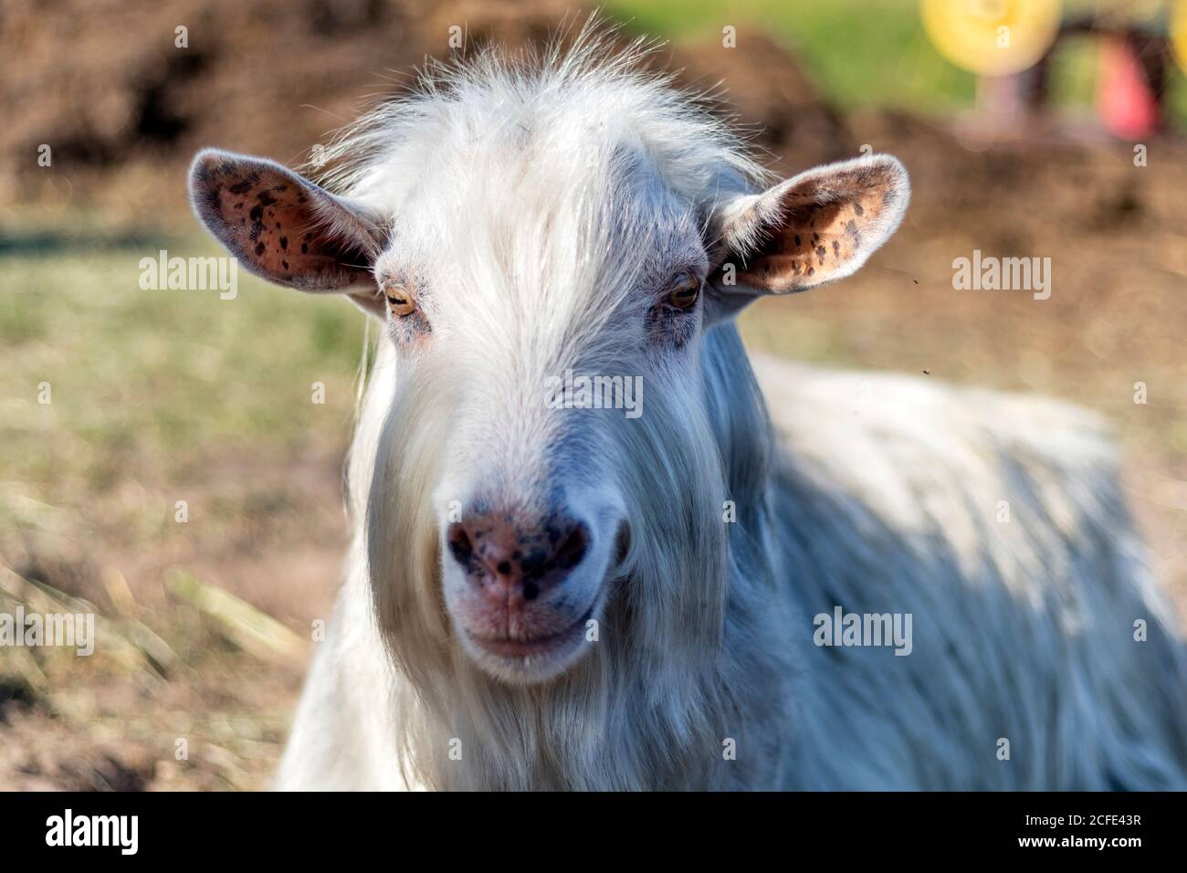 Hornless white goat male in the domestic animal farm at evening ...