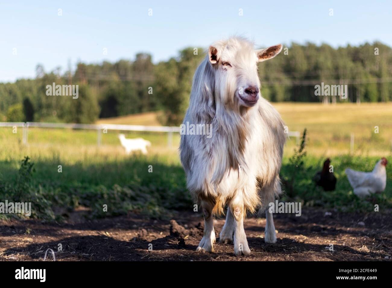 Polled domestic goats hi-res stock photography and images - Alamy