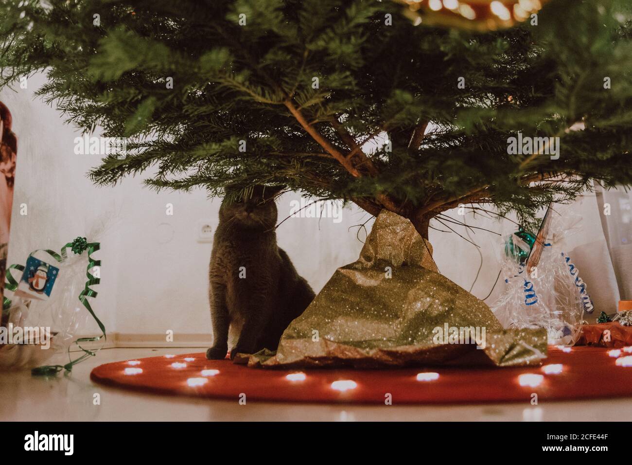 Cat hiding under christmas tree hi-res stock photography and images - Alamy