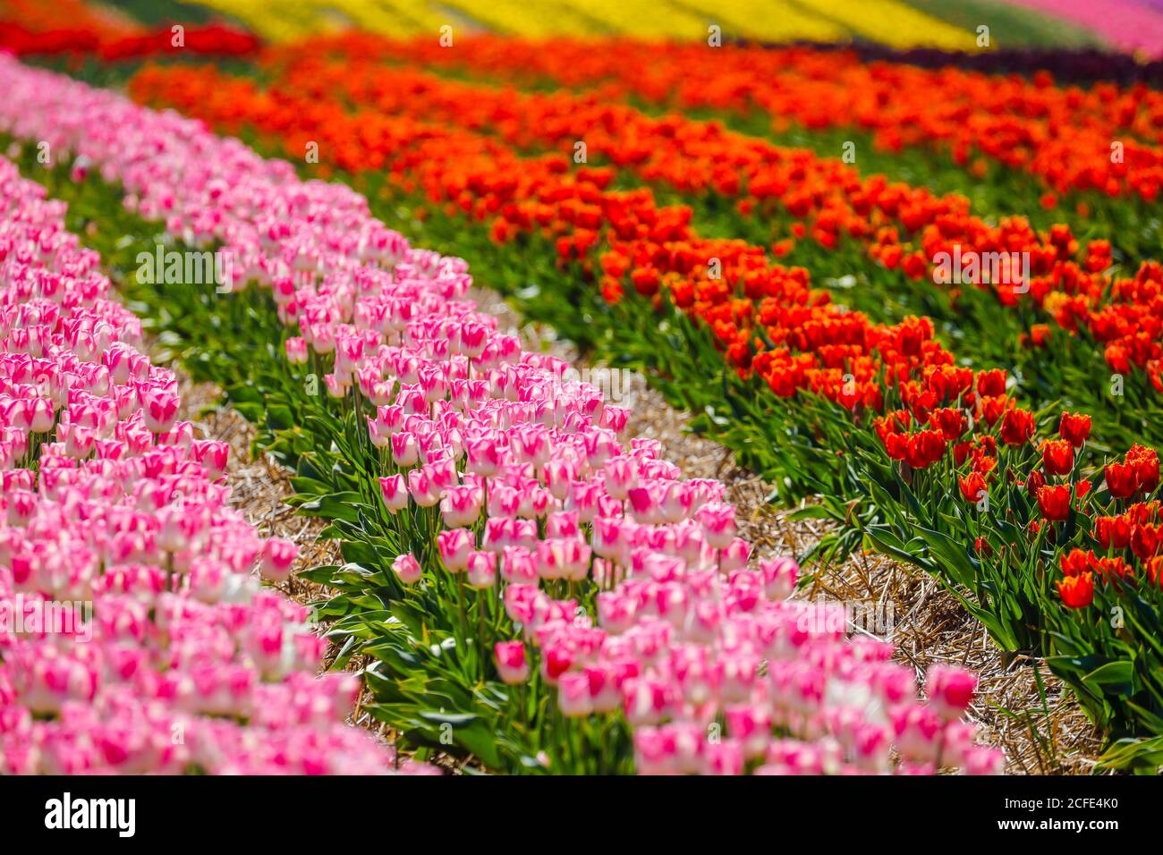 Tulips bloom on tulip field, Grevenbroich, North Rhine-Westphalia ...