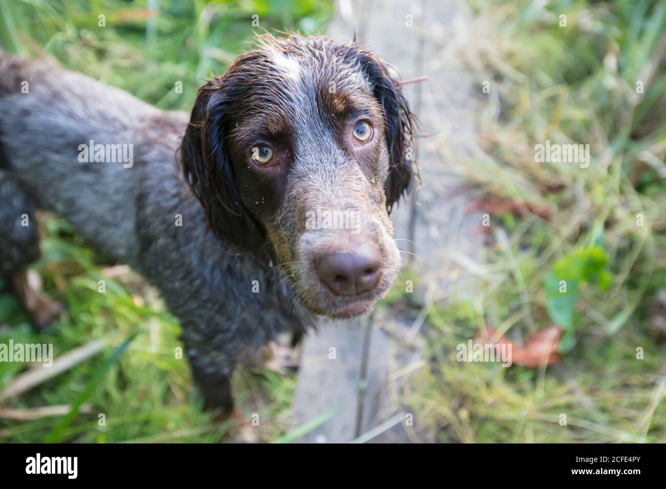 Hunting dog in nature. Irish Setter near the pond Stock Photo - Alamy