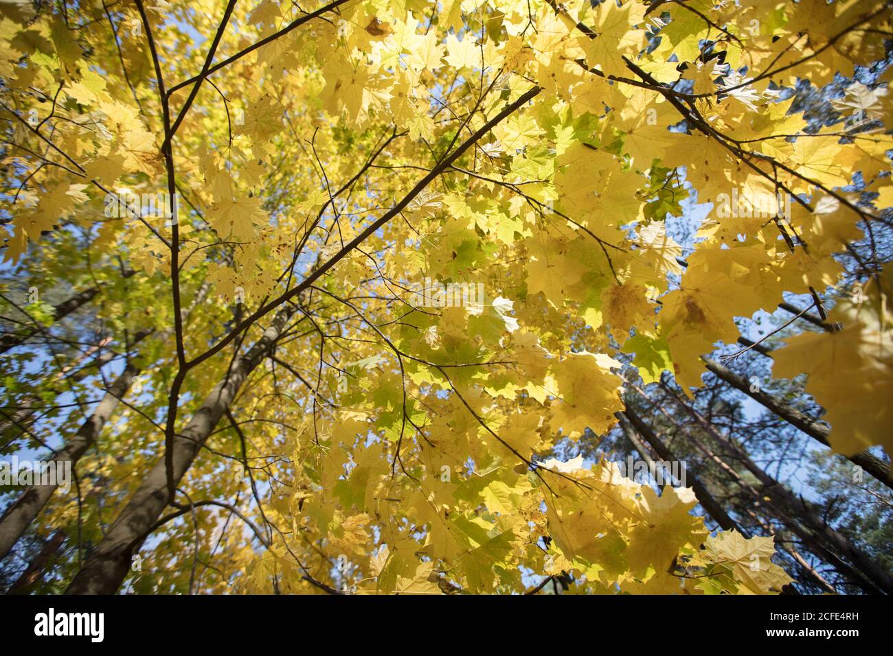 Autumn background. Trees with yellow leaves Stock Photo - Alamy