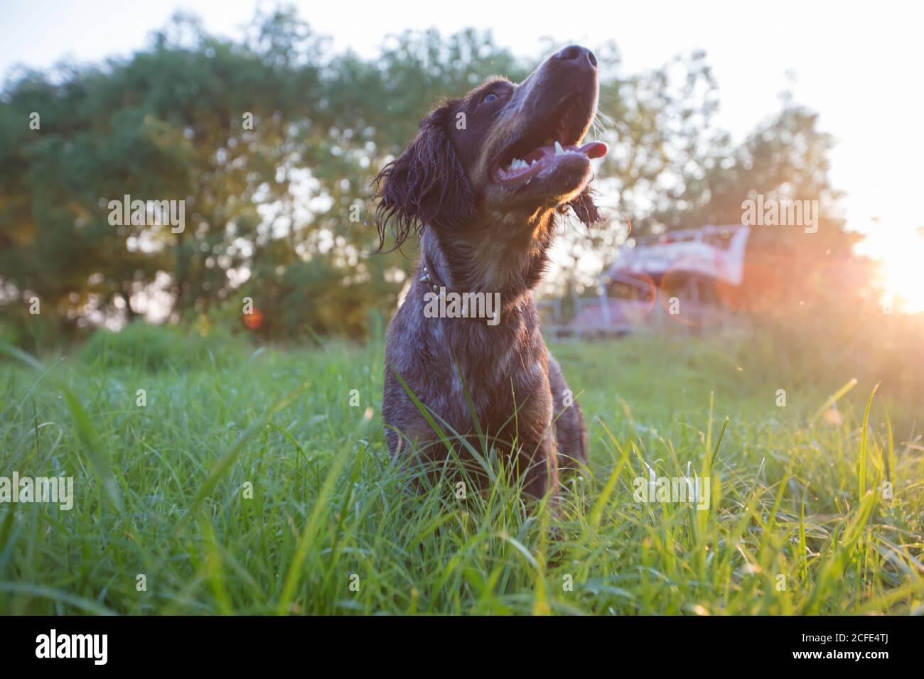 Hunting dog in nature. Irish setter on green grass Stock Photo - Alamy