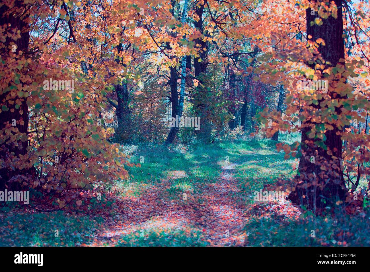Fantastic forest landscape. Fairy forest with a path Stock Photo - Alamy