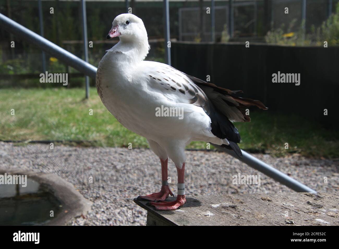A view of an Andean Goose Stock Photo - Alamy