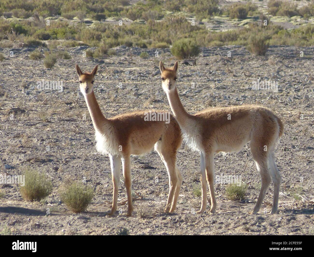 Vicugna vicugna. Vicunas are relatives of llama, and are wild ancestor ...