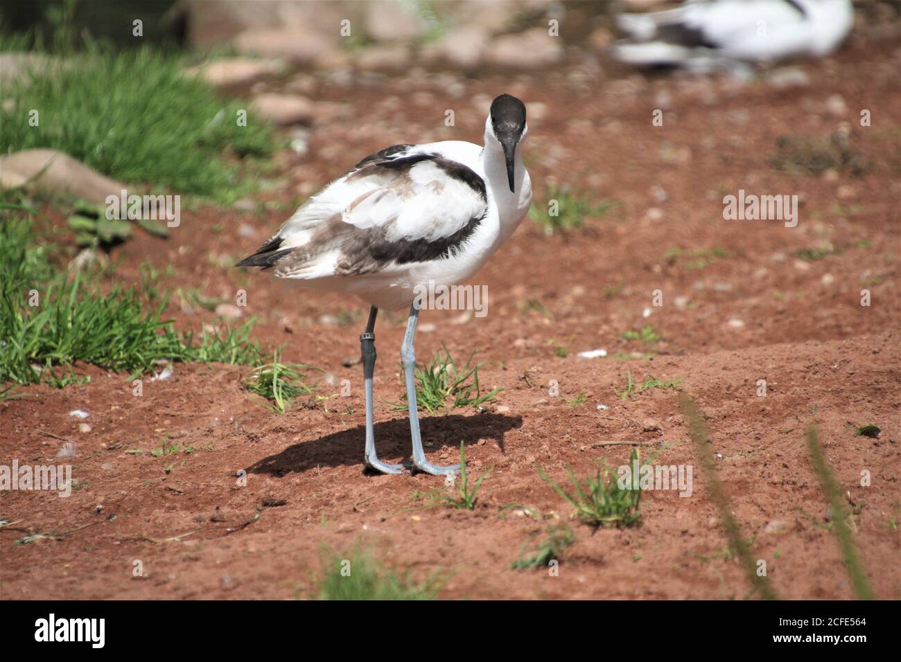 A view of an Avocet Stock Photo - Alamy