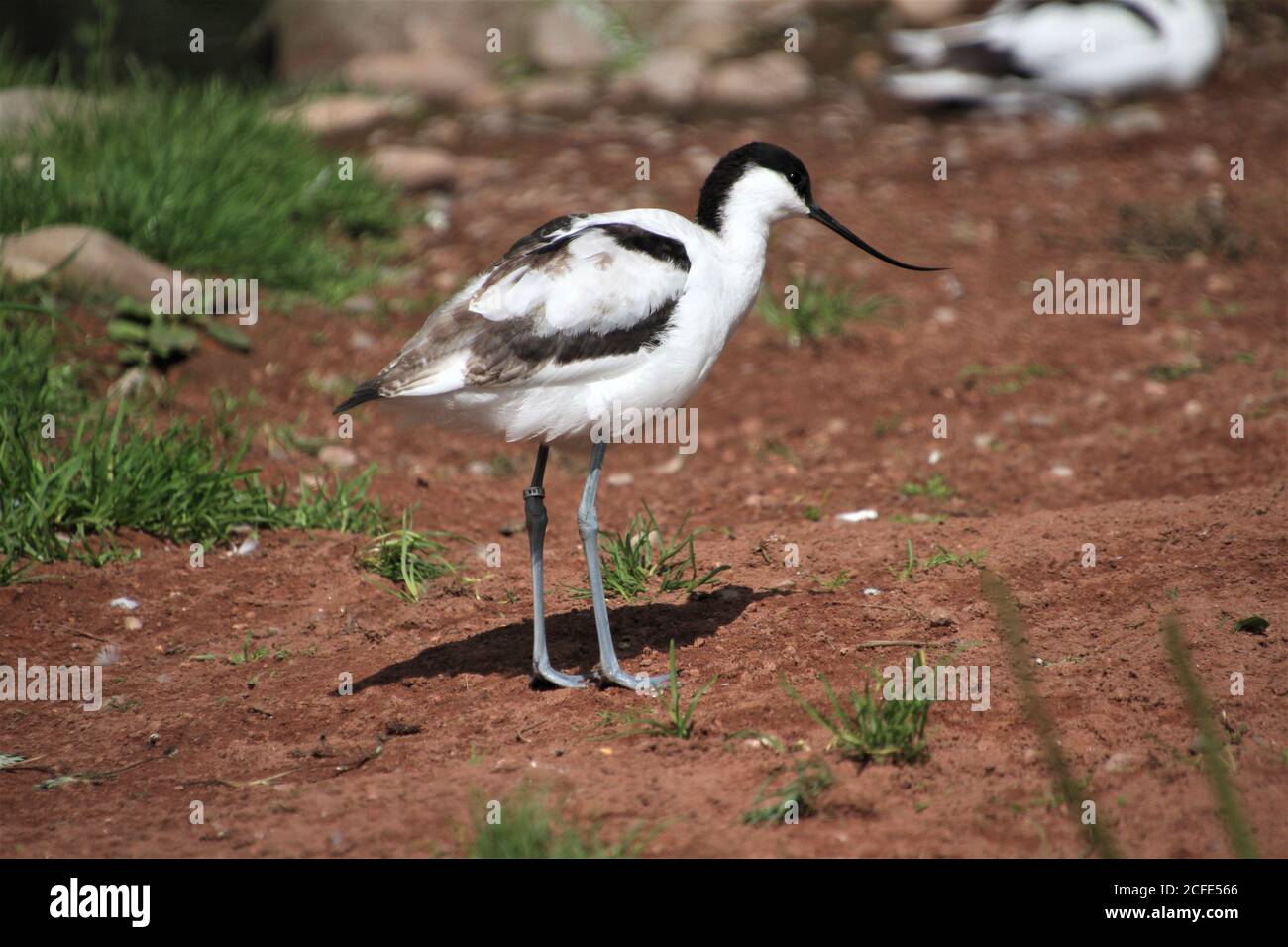 A view of an Avocet Stock Photo - Alamy