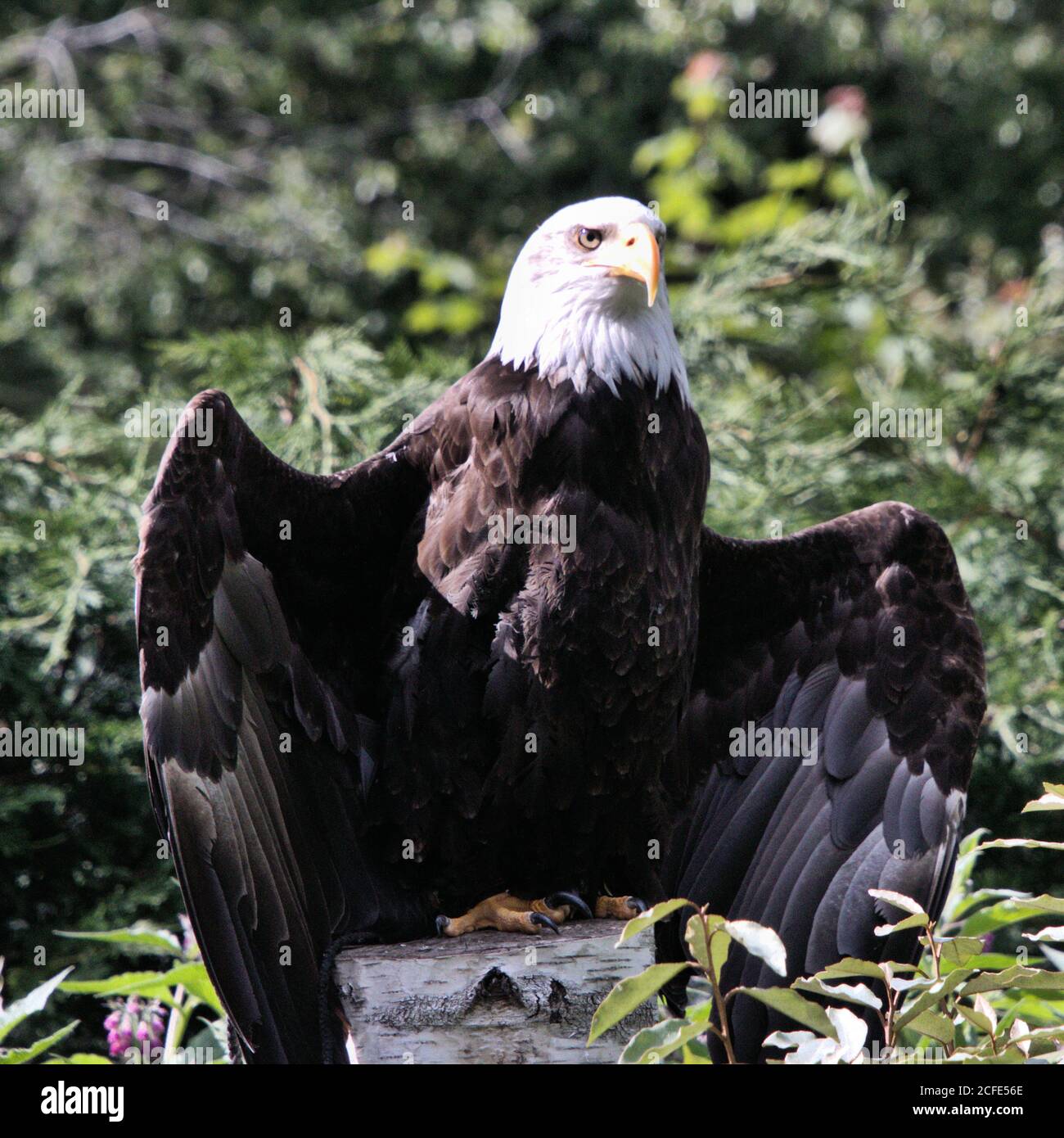 Forest eagle eye view hi-res stock photography and images - Alamy