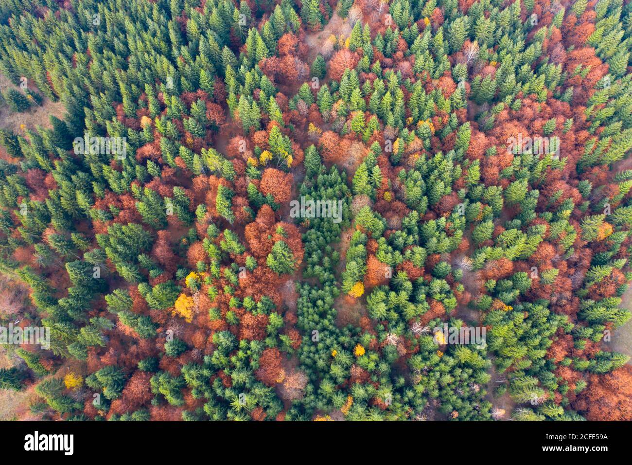 Aerial top view of autumn forest. Texture of forest view from above ...
