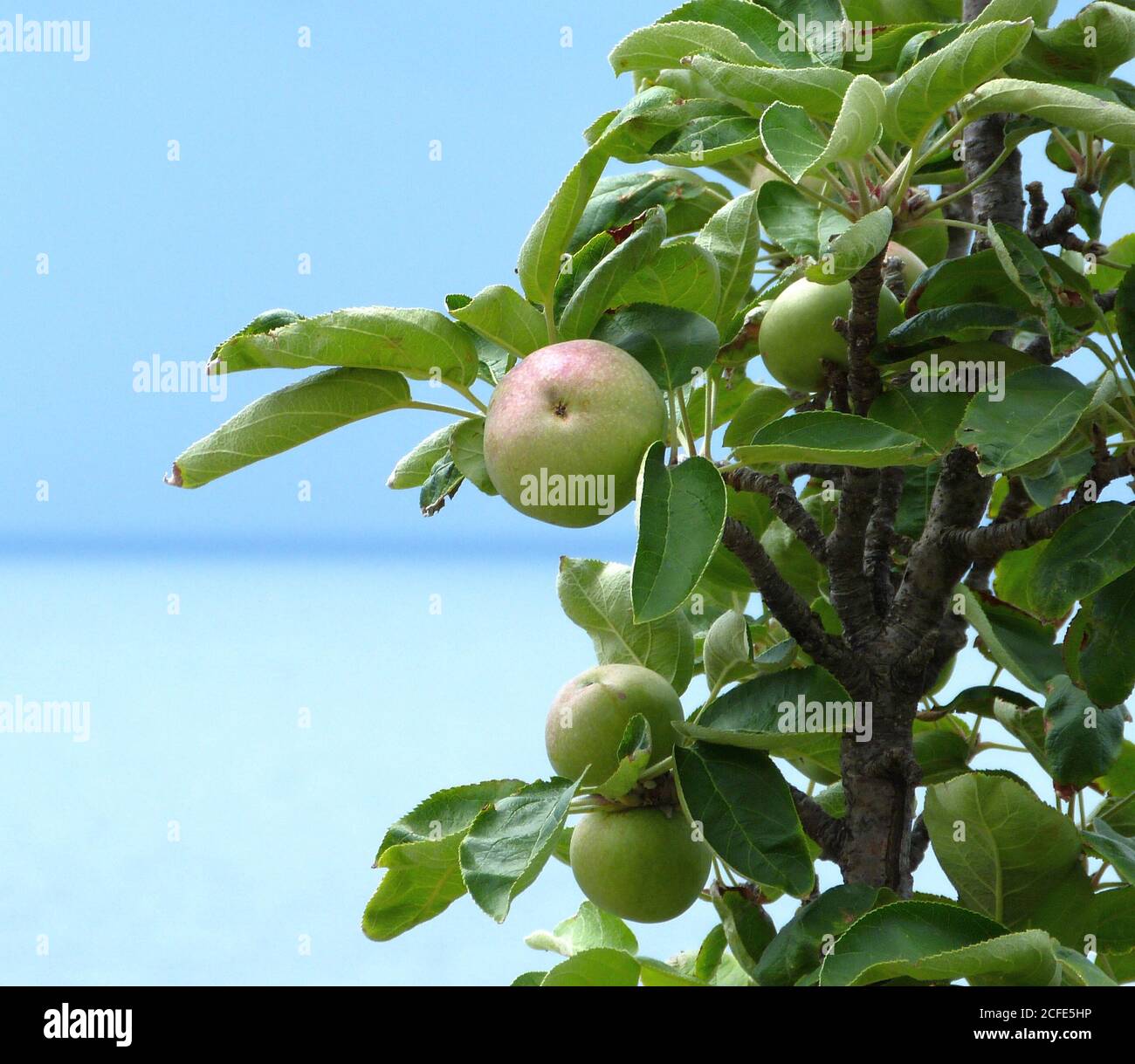 Side view apple hi-res stock photography and images - Alamy