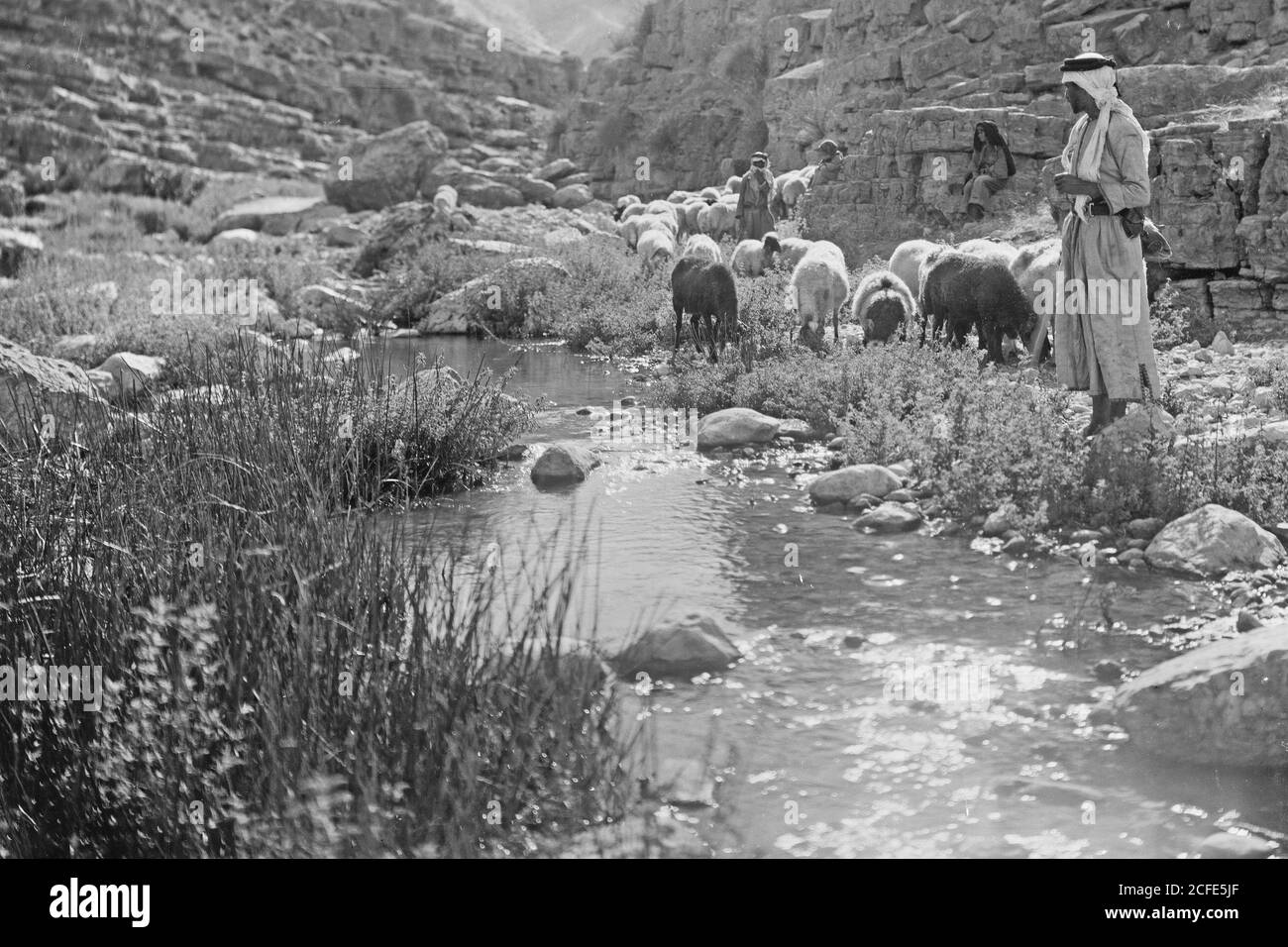 Early 1900s shepherd and sheep hi-res stock photography and images - Alamy