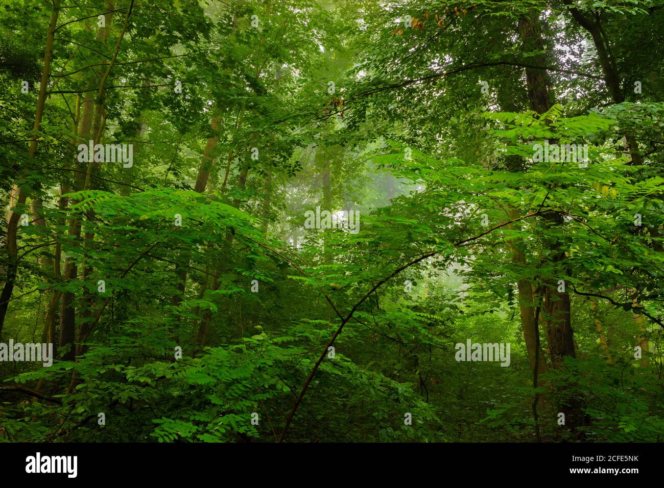 Wet forest area hi-res stock photography and images - Alamy