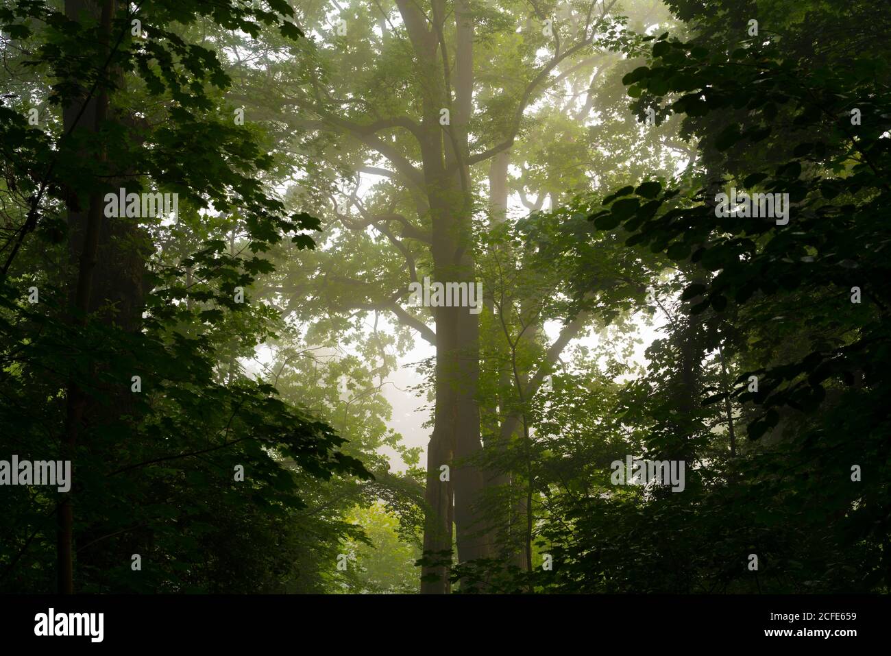 wet forest in the early Morning in the summer, with light fog in the ...