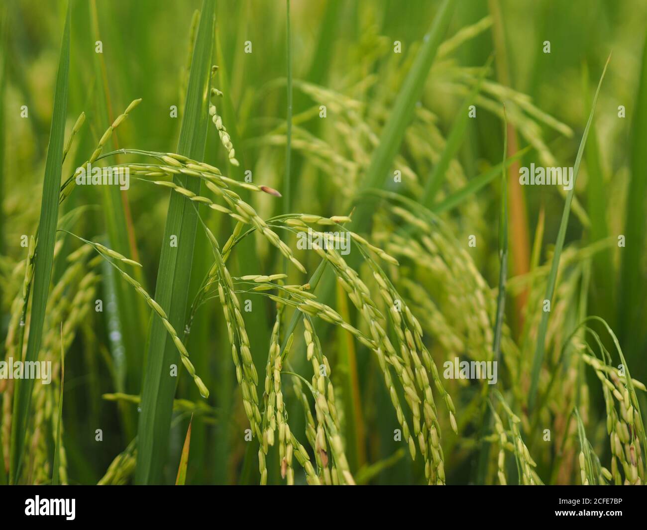 Spike green paddy rice in the field plant, Jasmine rice on blurred of ...