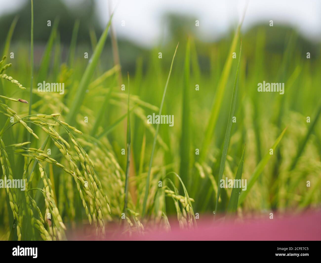 Spike green paddy rice in the field plant, Jasmine rice on blurred of ...