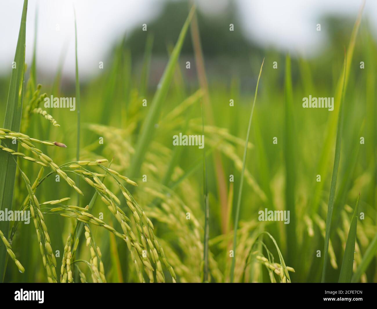 Spike green paddy rice in the field plant, Jasmine rice on blurred of ...