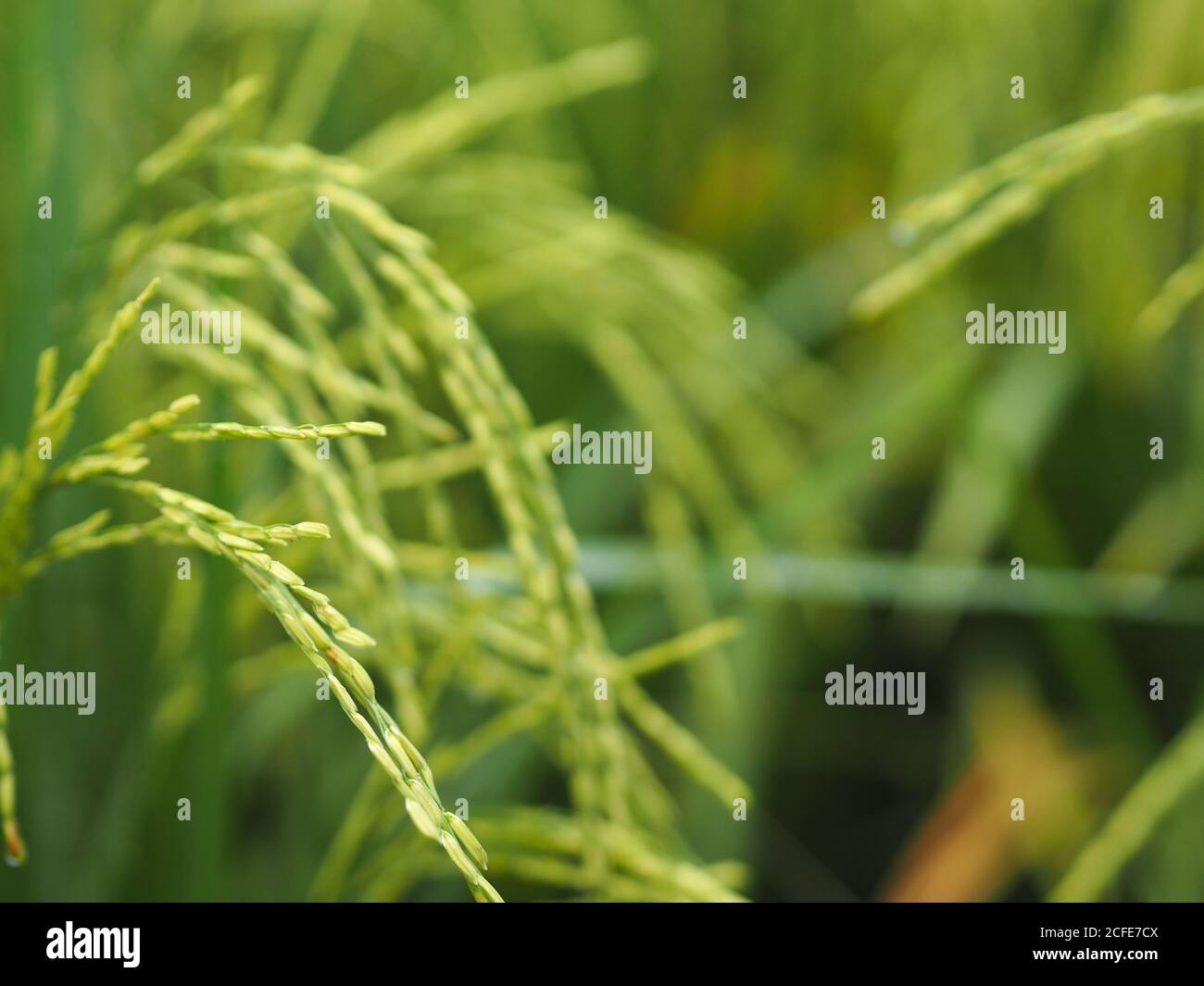 Spike green paddy rice in the field plant, Jasmine rice on blurred of ...