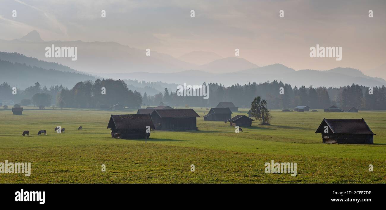 Bauernstadel with cows in the autumn mist in Garmisch-Partenkirchen, in ...