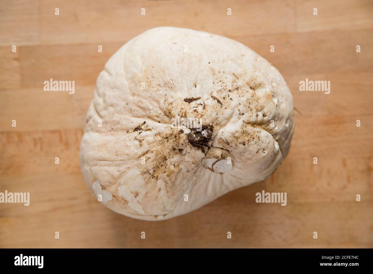 A giant puffball, Calvatia gigantea, that was picked in a pasture field ...