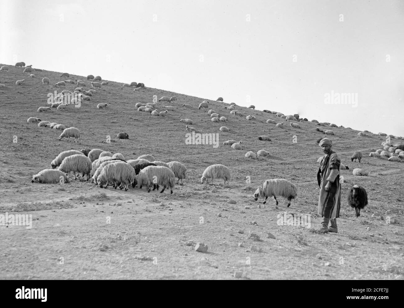Early 1900s Sheep And Shepherd High Resolution Stock Photography and ...