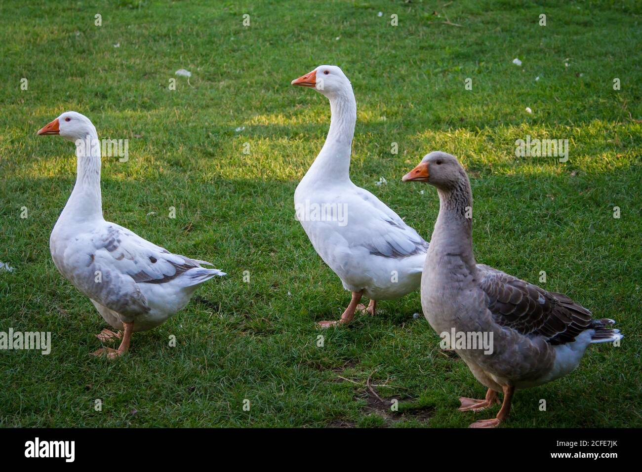 Geese of the goose breed "Österreichische Landgans", a critically ...