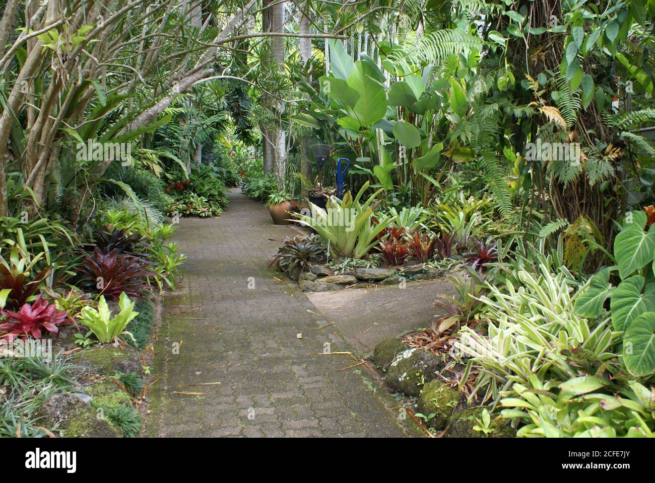 Beautiful rainforest garden at Cairns Flecker Botanic Gardens, North ...