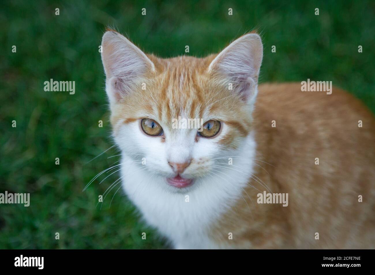 Young red tabby cat hi-res stock photography and images - Alamy