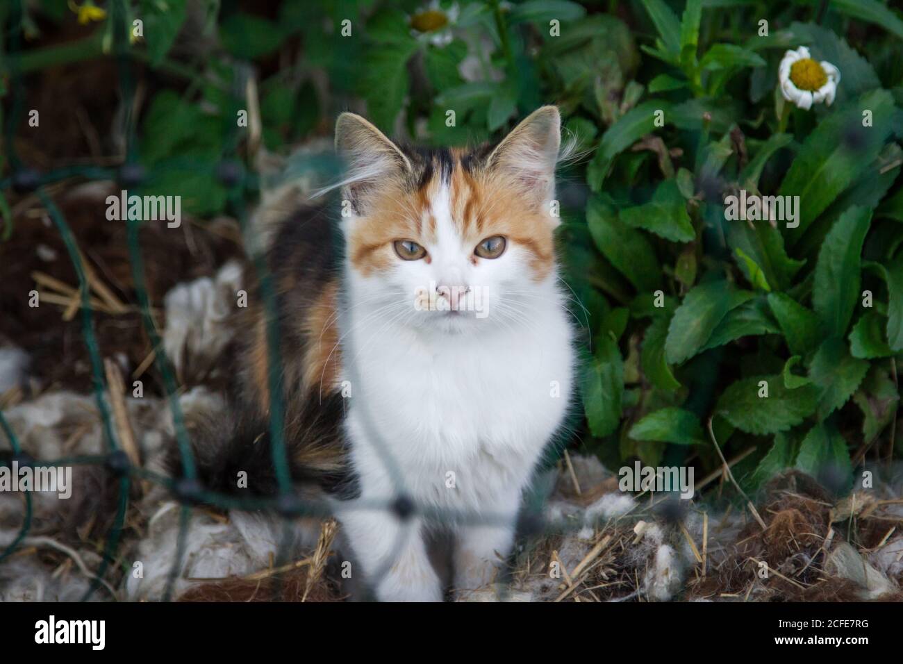 Red tortoiseshell kitten hi-res stock photography and images - Alamy
