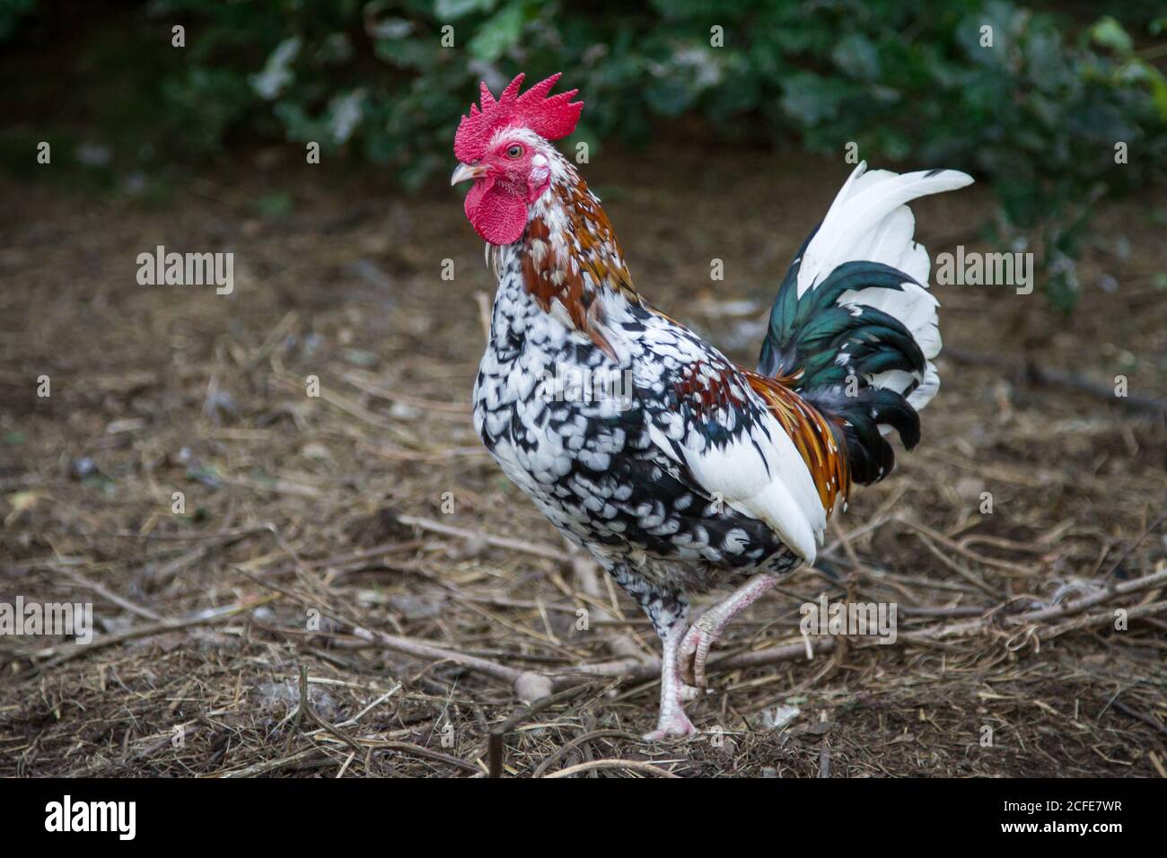 Colorful young chicken rooster of the breed "Stoapiperl", an endangered ...