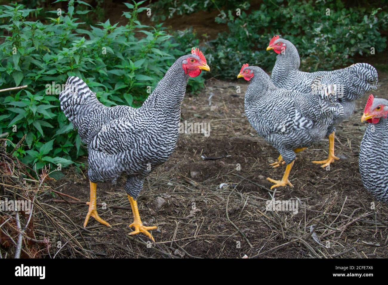 A group of young Amrock roosters chickens Stock Photo - Alamy