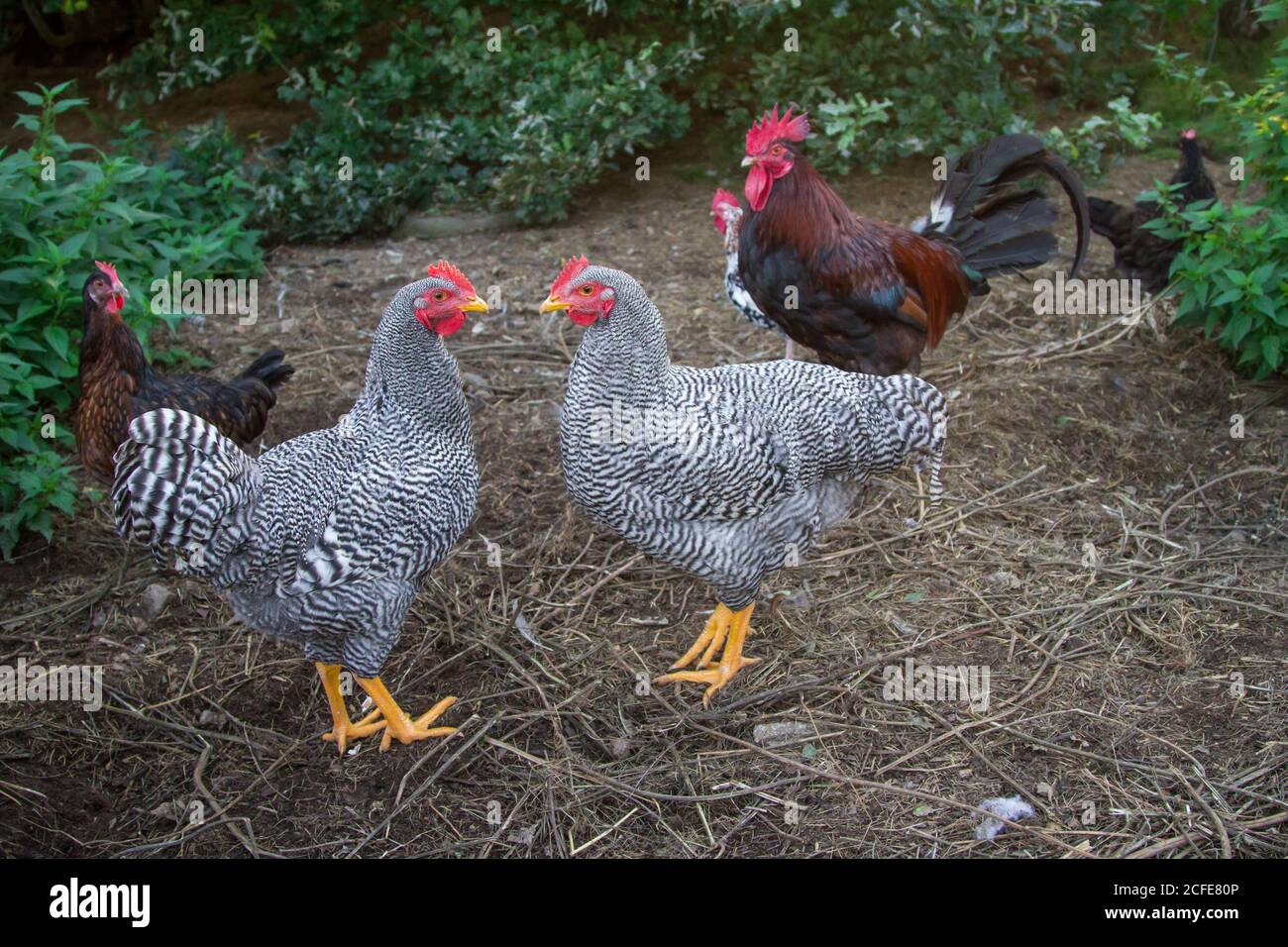 Two young Amrock roosters chickens Stock Photo - Alamy